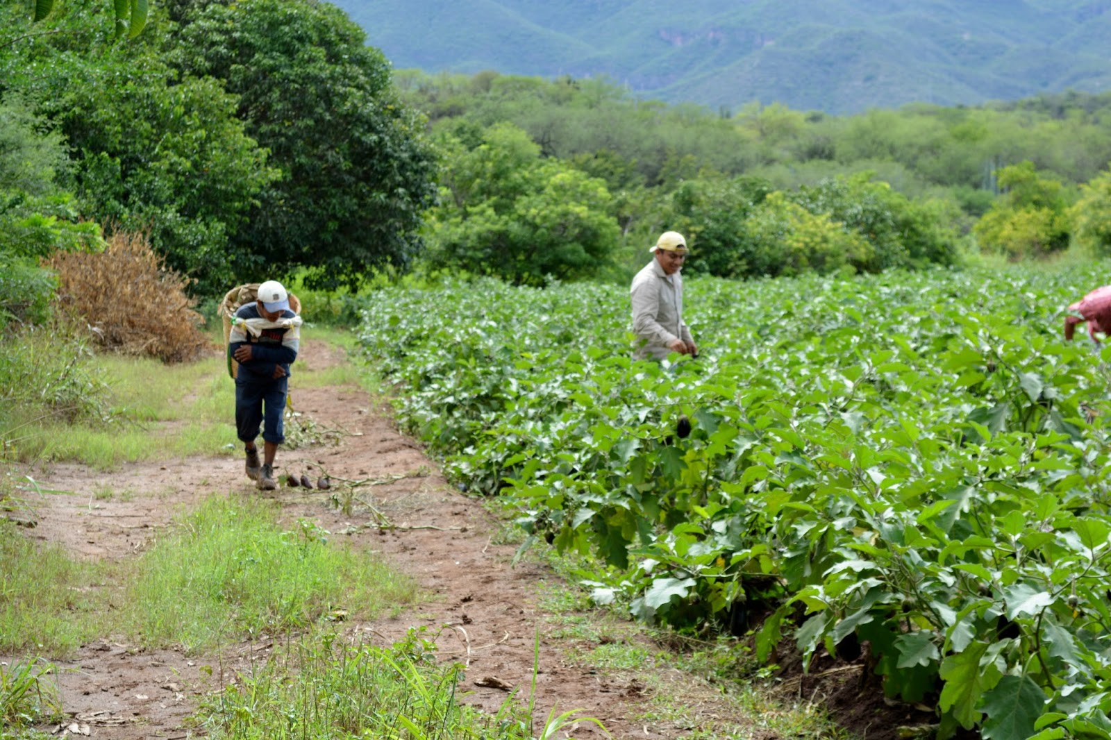 Viajes, Amor, Naturaleza y Vida : Vaije a Cuicatlán, Oaxaca, México