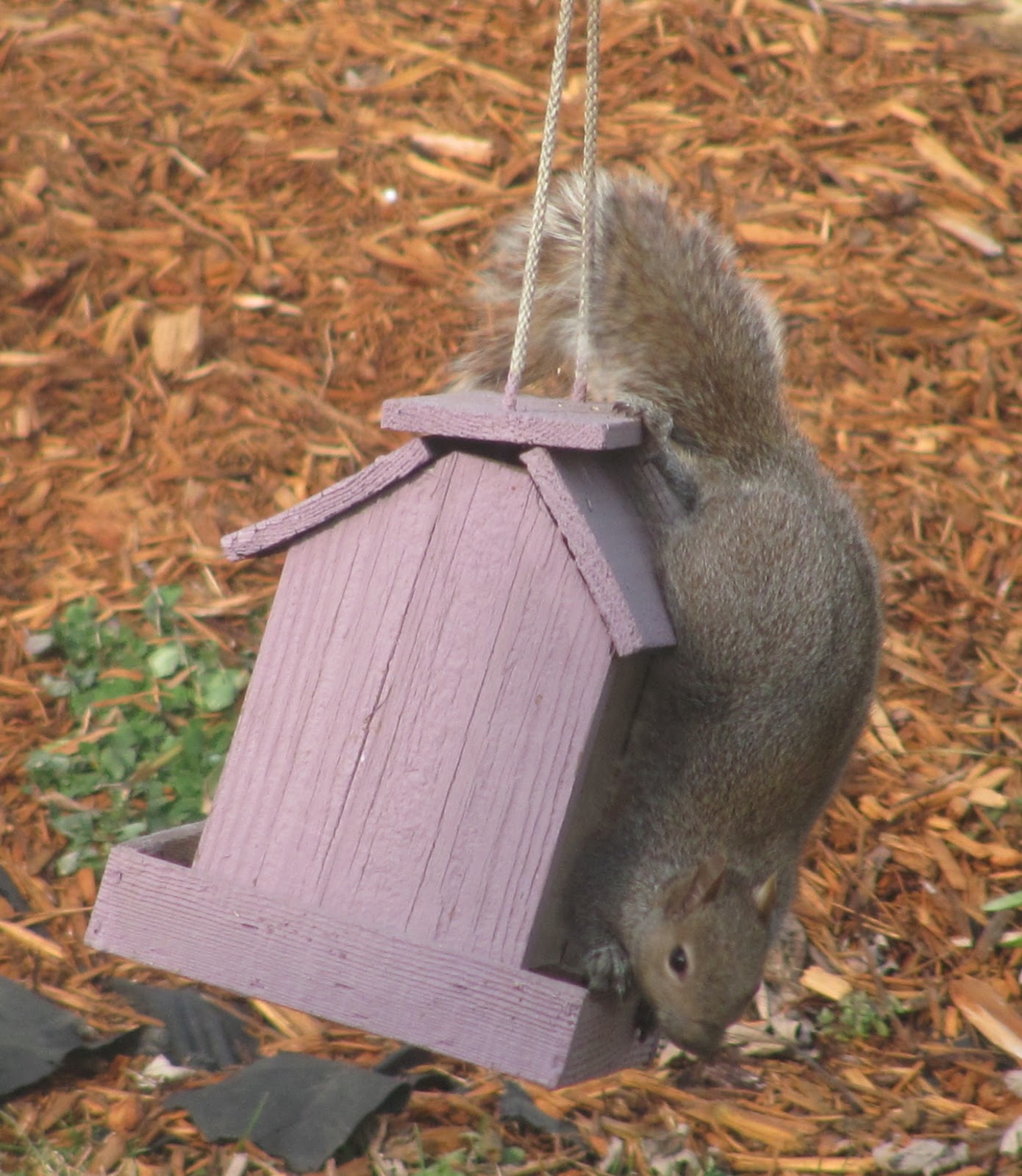 Tolduso: Some of Our Back Yard Critters