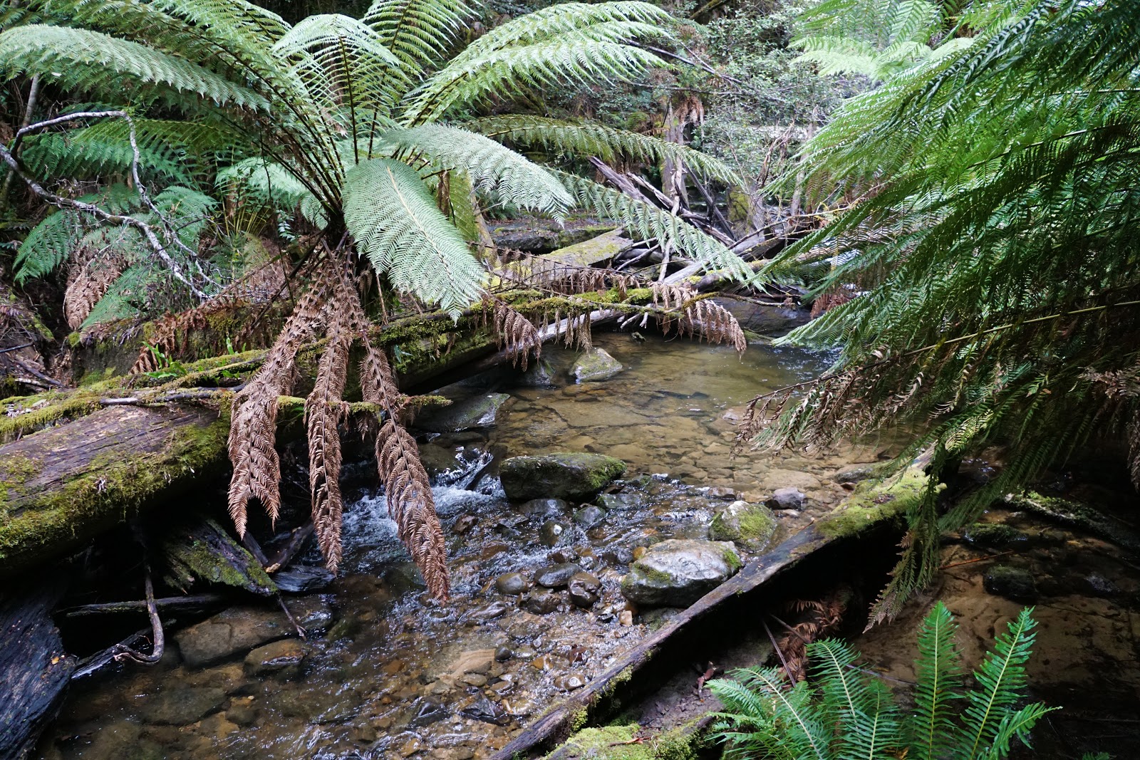 Lady Barron Falls Circuit (Mount Field National Park) ~ The Long Way's ...