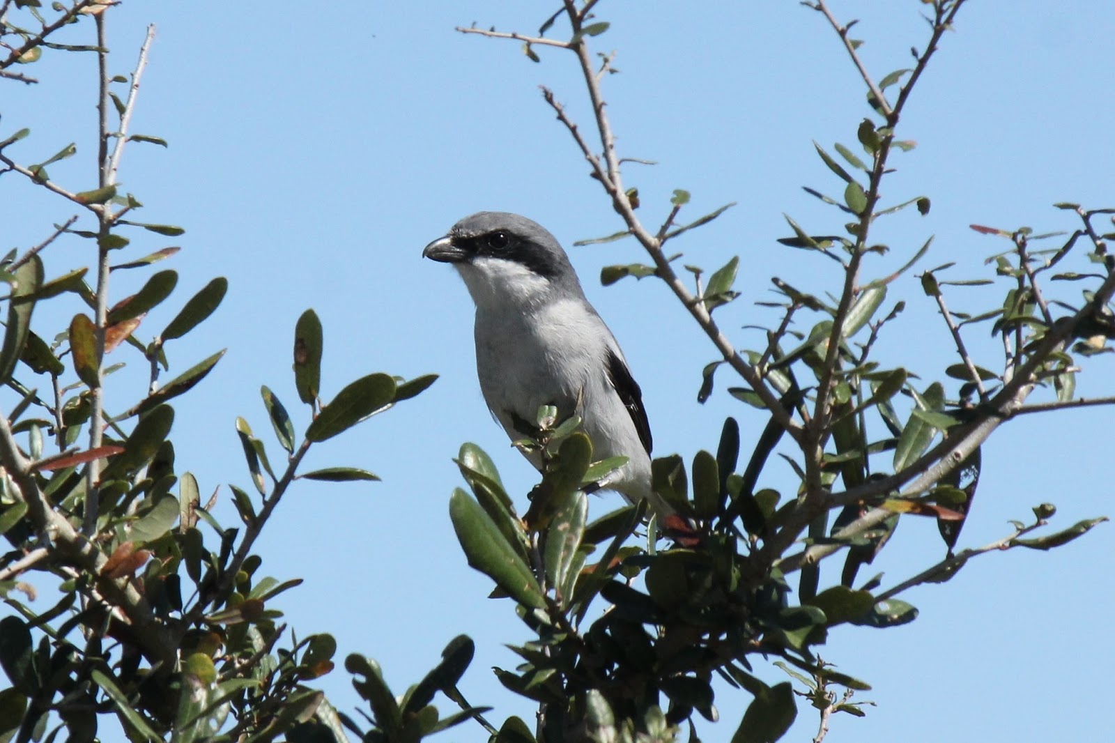 Joan and Dan's Birding Blog: Loggerhead Shrike