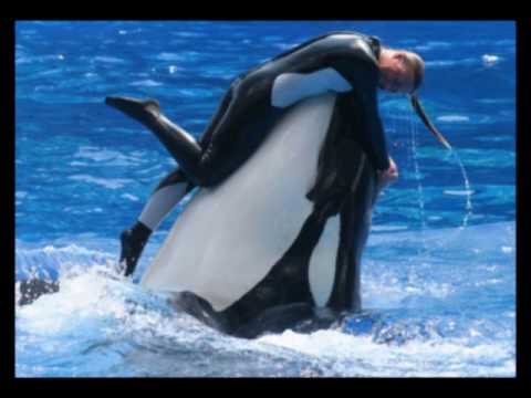 Liberado vídeo trágico de Orca Assassina atacando um treinador no ...