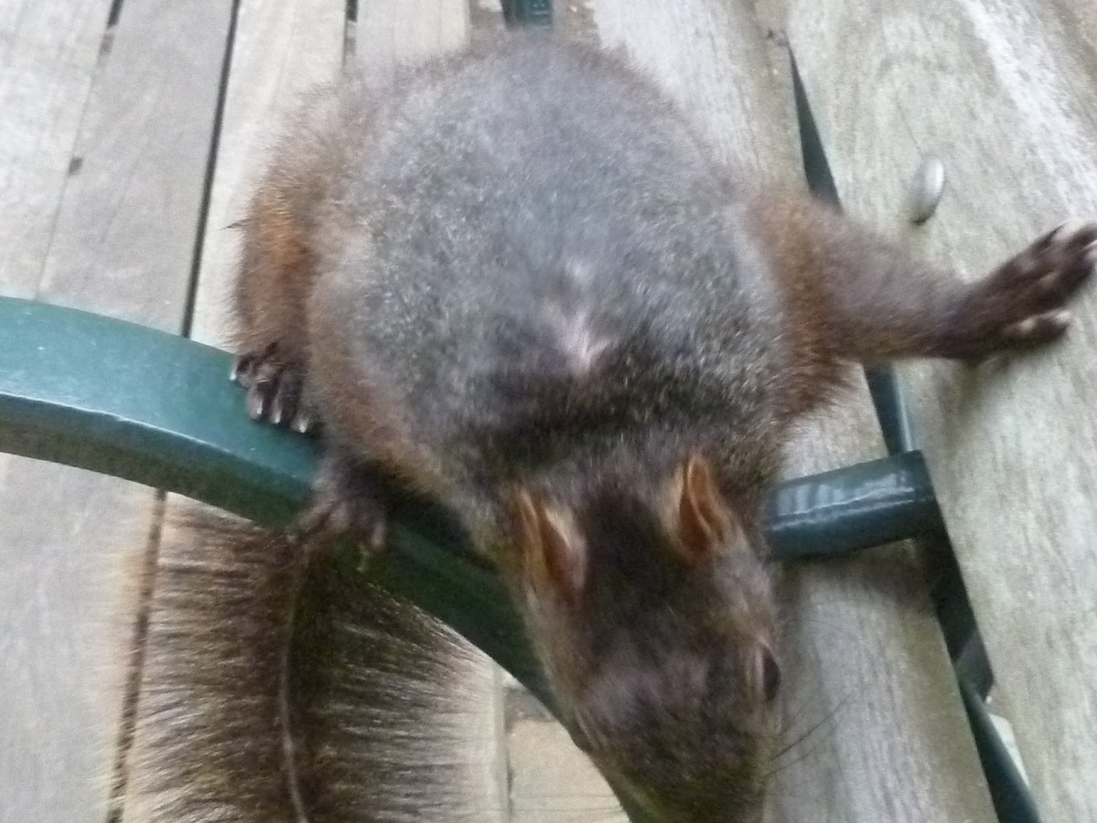 The New York Squirrel: Spirit of Spunky - Squiggy the Squirrel