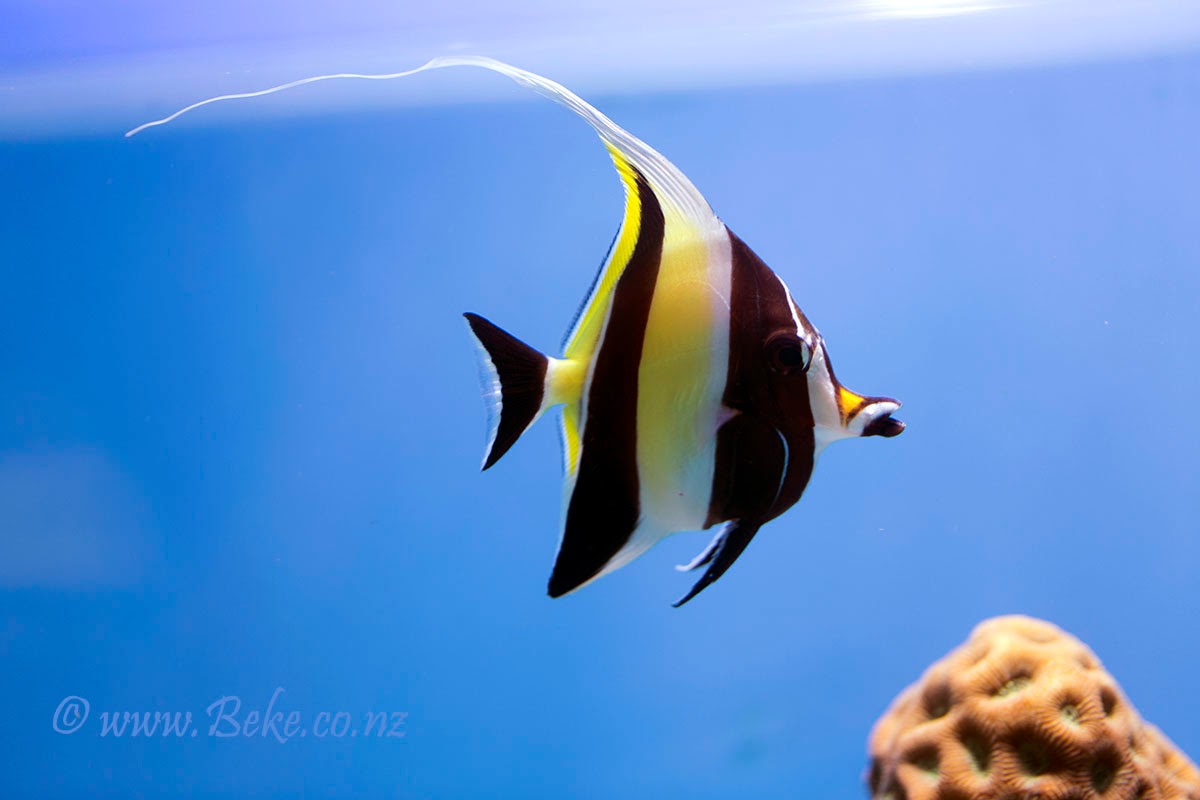 fish share: MOORISH IDOL FISH PICTURES 5