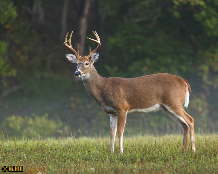 Pennsylvania Wildlife Photographer: Late Summer Whitetails-Pre-rut Begins