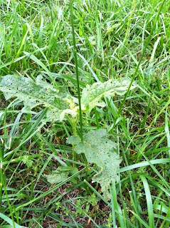 NC Horse Blog: Steps to Minimize Weeds in Horse Pastures