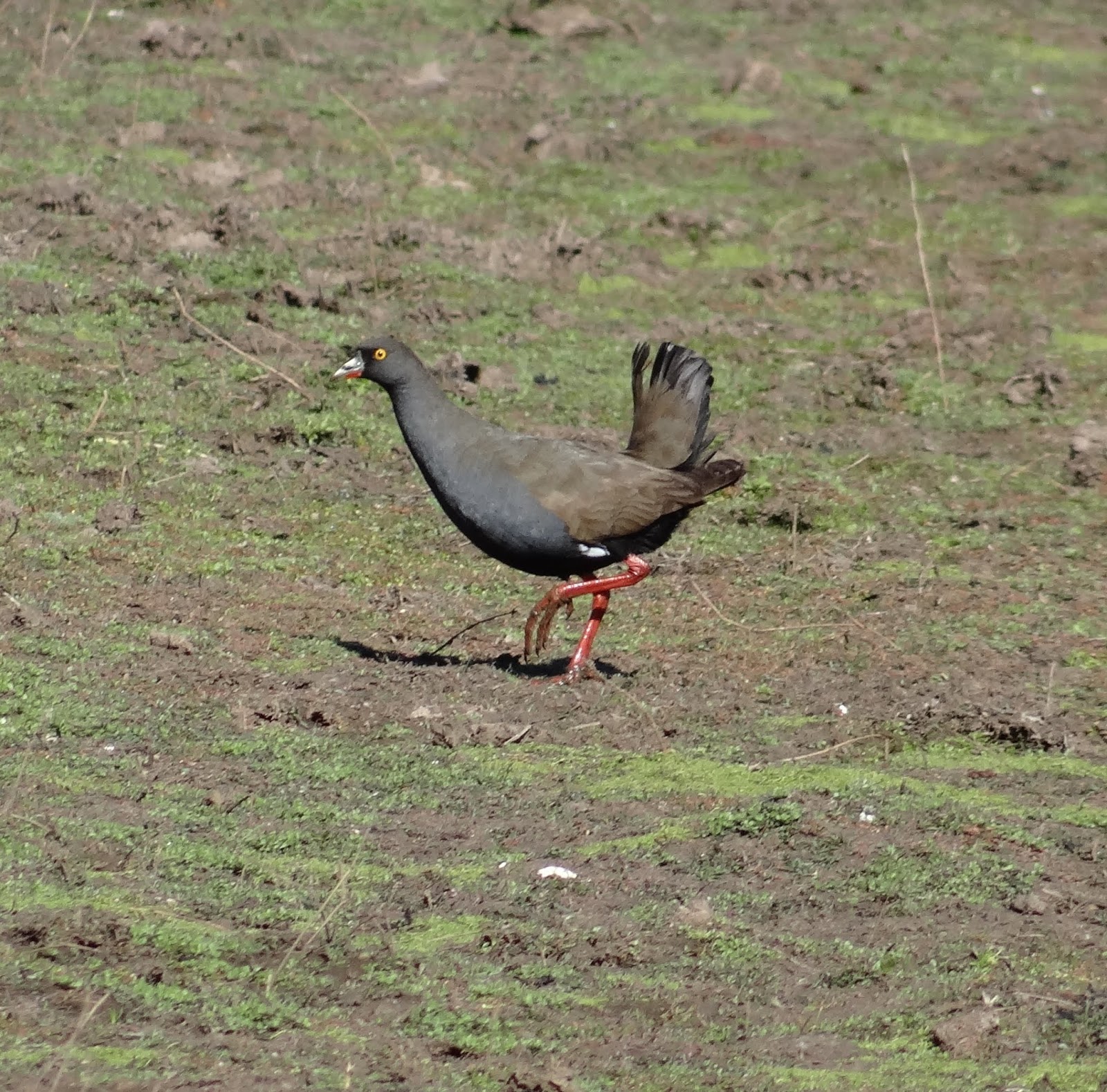 sunshinecoastbirds: January 2019