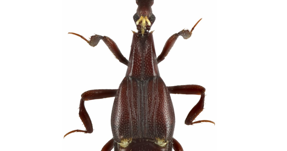 Species New to Science: [Entomology • 2018] Colilodion colongi • A New ...