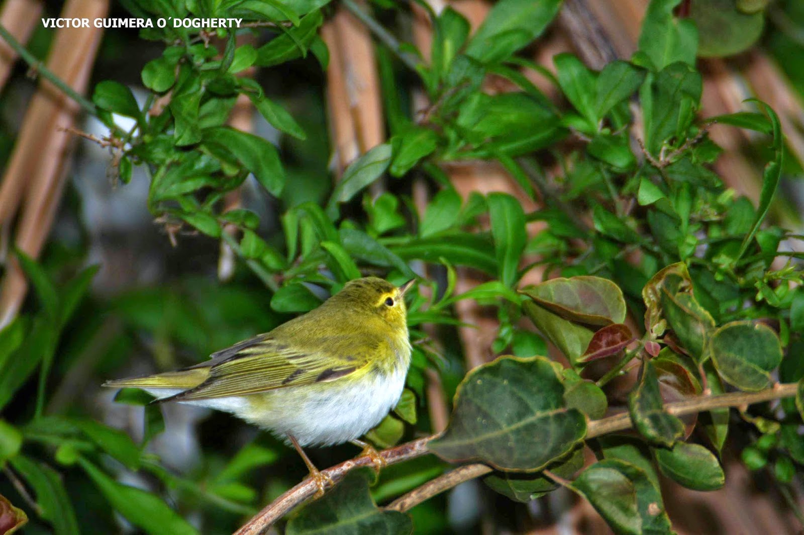 Mis imágenes de aves: EL MOSQUITERO SILBADOR