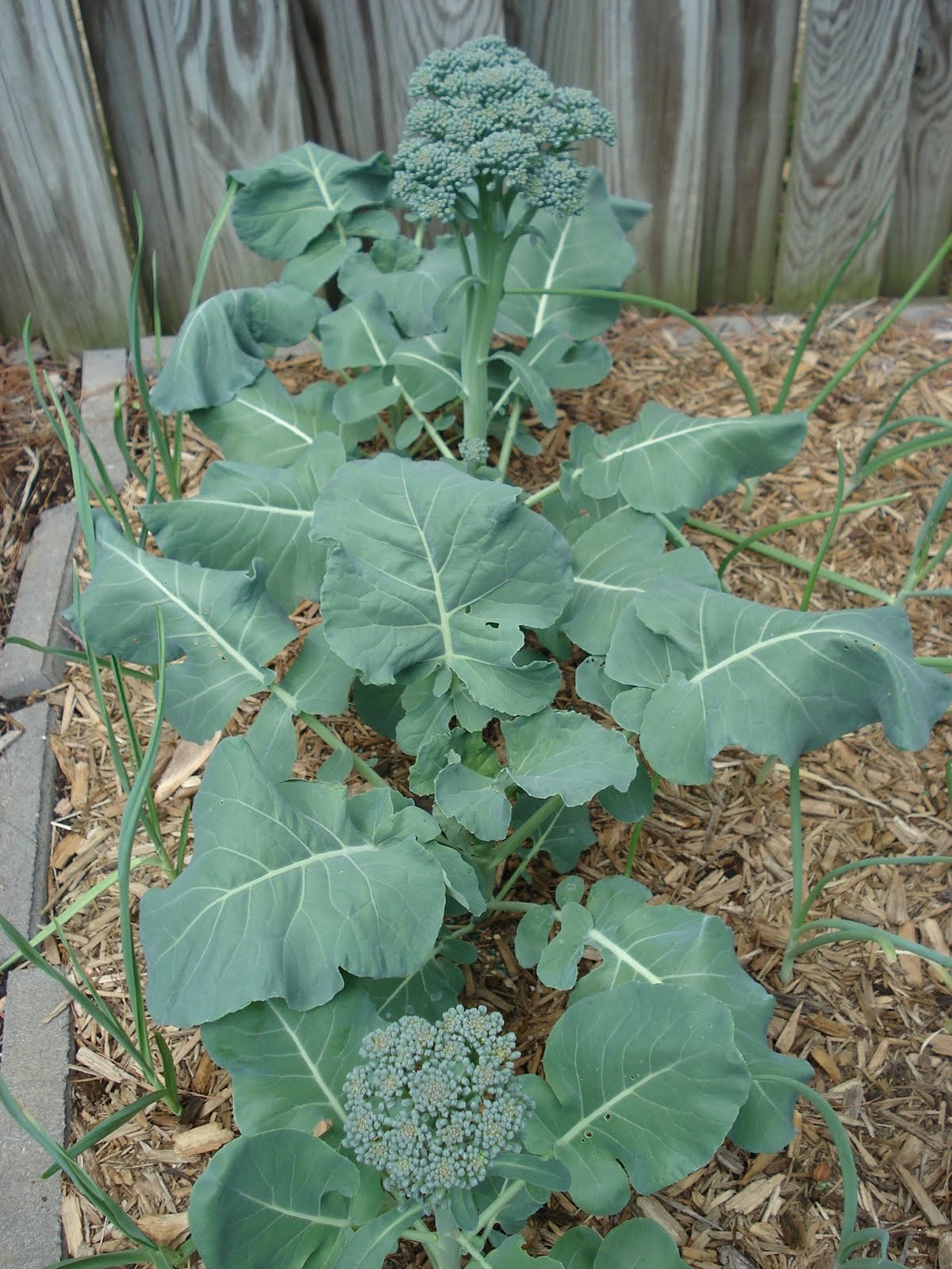 Bumble Lush Garden: The Broccoli Bolted