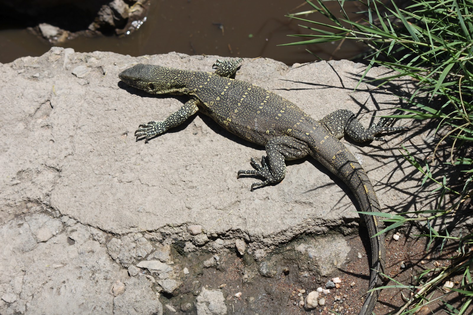 Experience India: Day of the Serengeti Predators