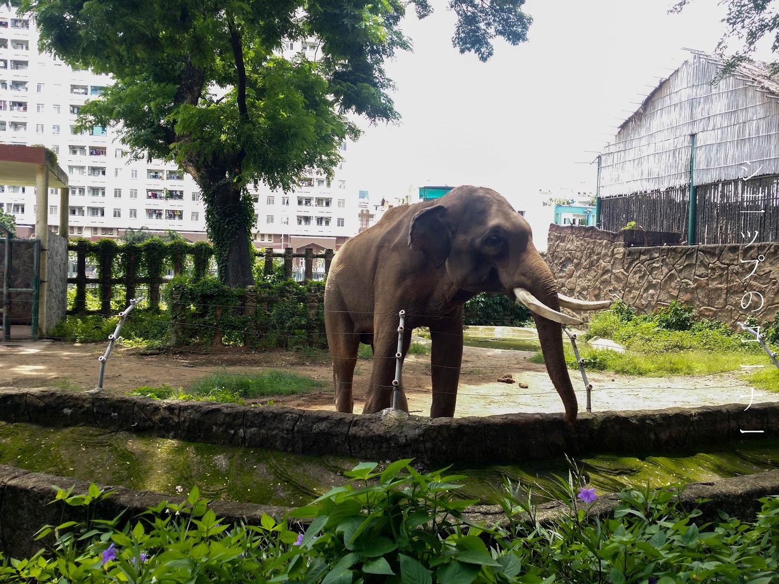 Visiting Vietnam: Saigon Zoo x Saigon Post Office - CANTUSLUPUS.COM