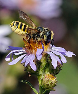JeffCo Master Gardeners: Colorado's Native Bees