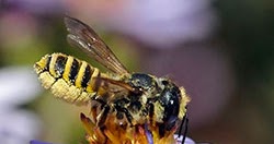 JeffCo Master Gardeners: Colorado's Native Bees