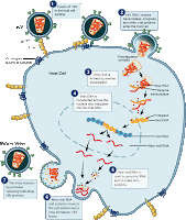The Boundless Thicket: Rilpivirine: A New HIV/AIDS Treatment