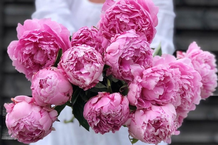 Sebelum Kasih ke Orang, Ketahui Dulu Makna Dari 15 Jenis Bunga Ini ...