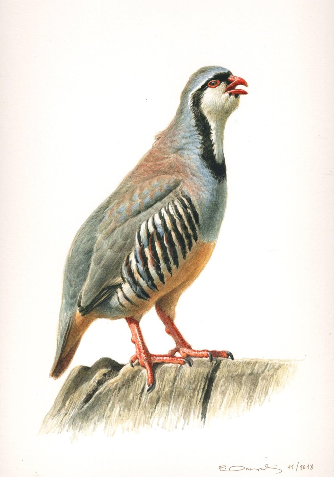 Rock partridge (Alectoris graeca saxatilis) studies