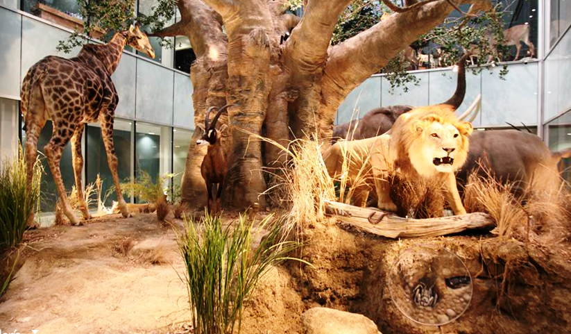 JORGE A. SANTINI, ALCALDE de SAN JUAN: MUSEO