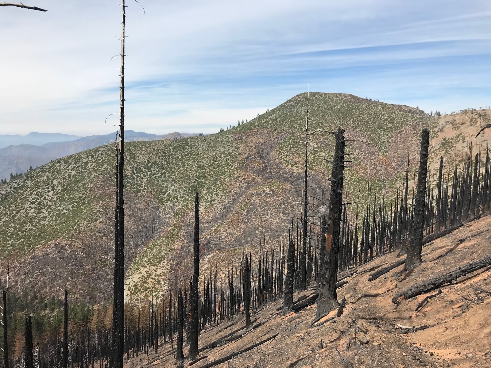 The Siskiyou Crest : Klondike Fire: Fire Ecology in the Biscuit Reburn