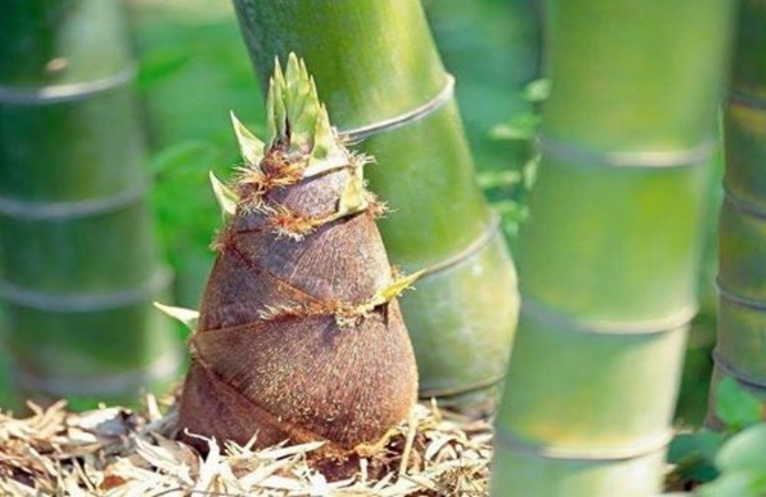 Arti Paribasan Bung Pring Petung ~ Jangka Jawa