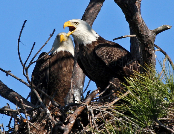 Our Learning Community: Reality TV At Its Best: Bald Eagle Parents and ...
