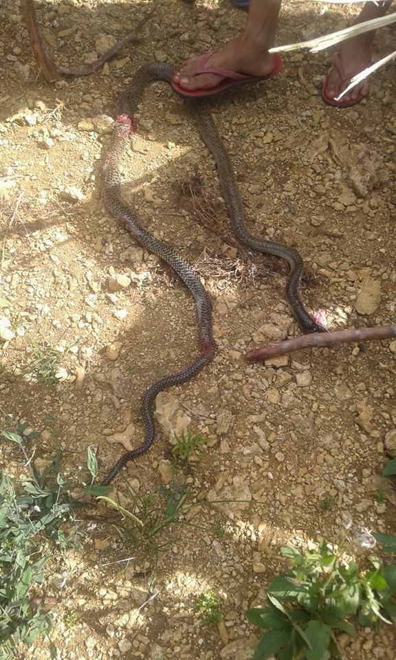 NEWS: KING COBRA ( Banakon) @ CATIGBI-AN, BOHOL , PHILIPPINES