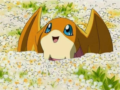 Patamon - Digimon Frontier ~ MEU×DIGIMON