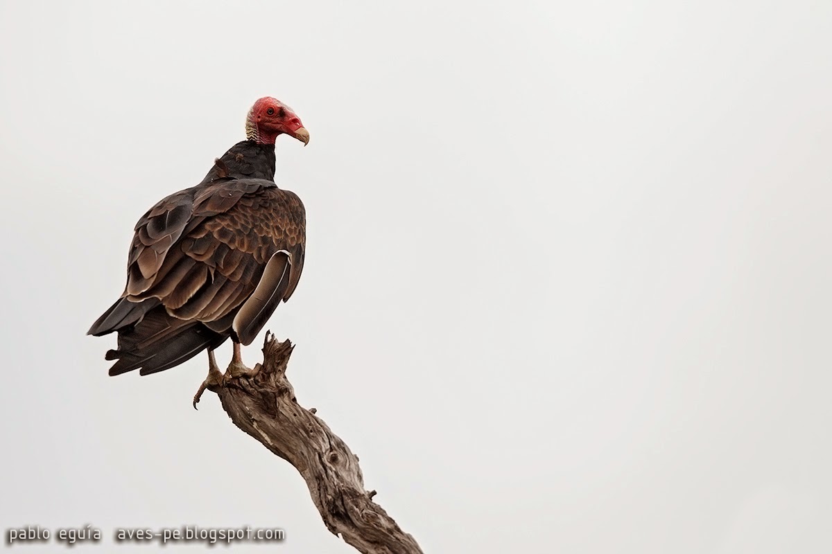 mis fotos de aves: Cathartes aura Jote Cabeza Colorada Turkey Vulture