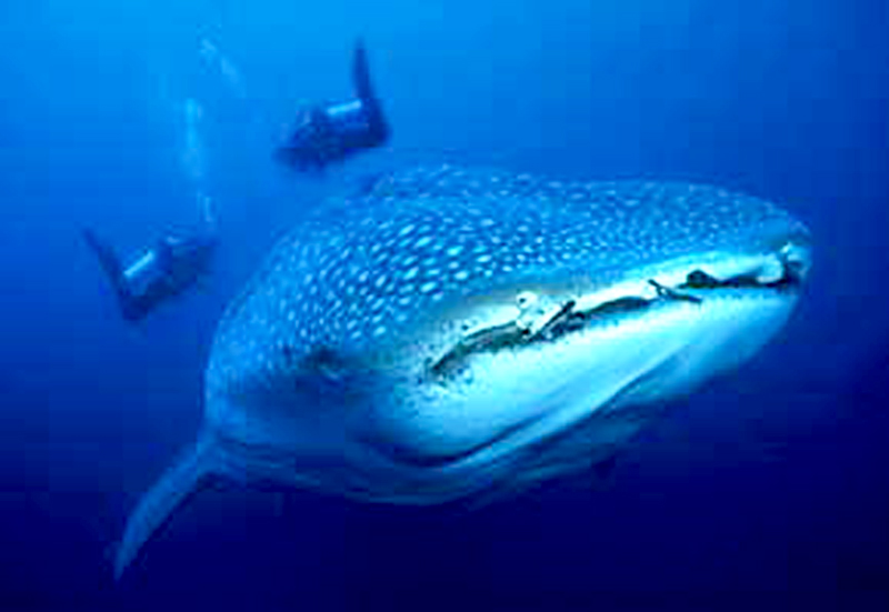 Mambulaoans WorldWide Buzz: Donsol intensifies marine resources ...