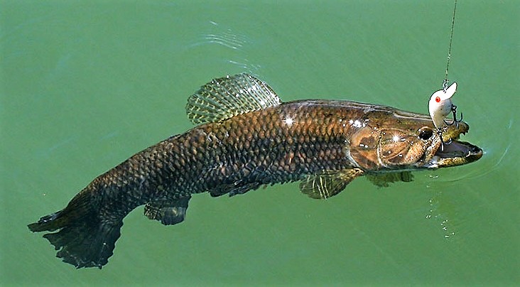 BIBOCA AMBIENTAL : TRAÍRA