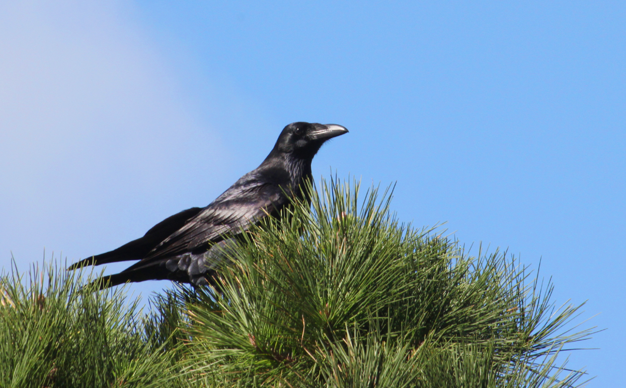 travelswithkathleen: December 2011