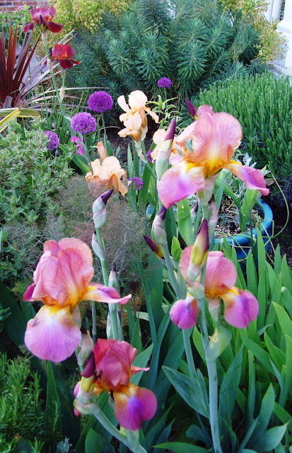 THE BASKETRY GARDEN: MAYTIME - SHOWTIME