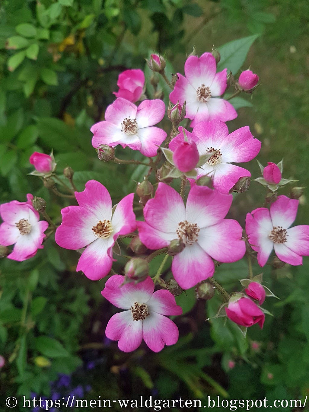 © Mein Waldgarten: Die Mozart-Rose und die Hortensien ...
