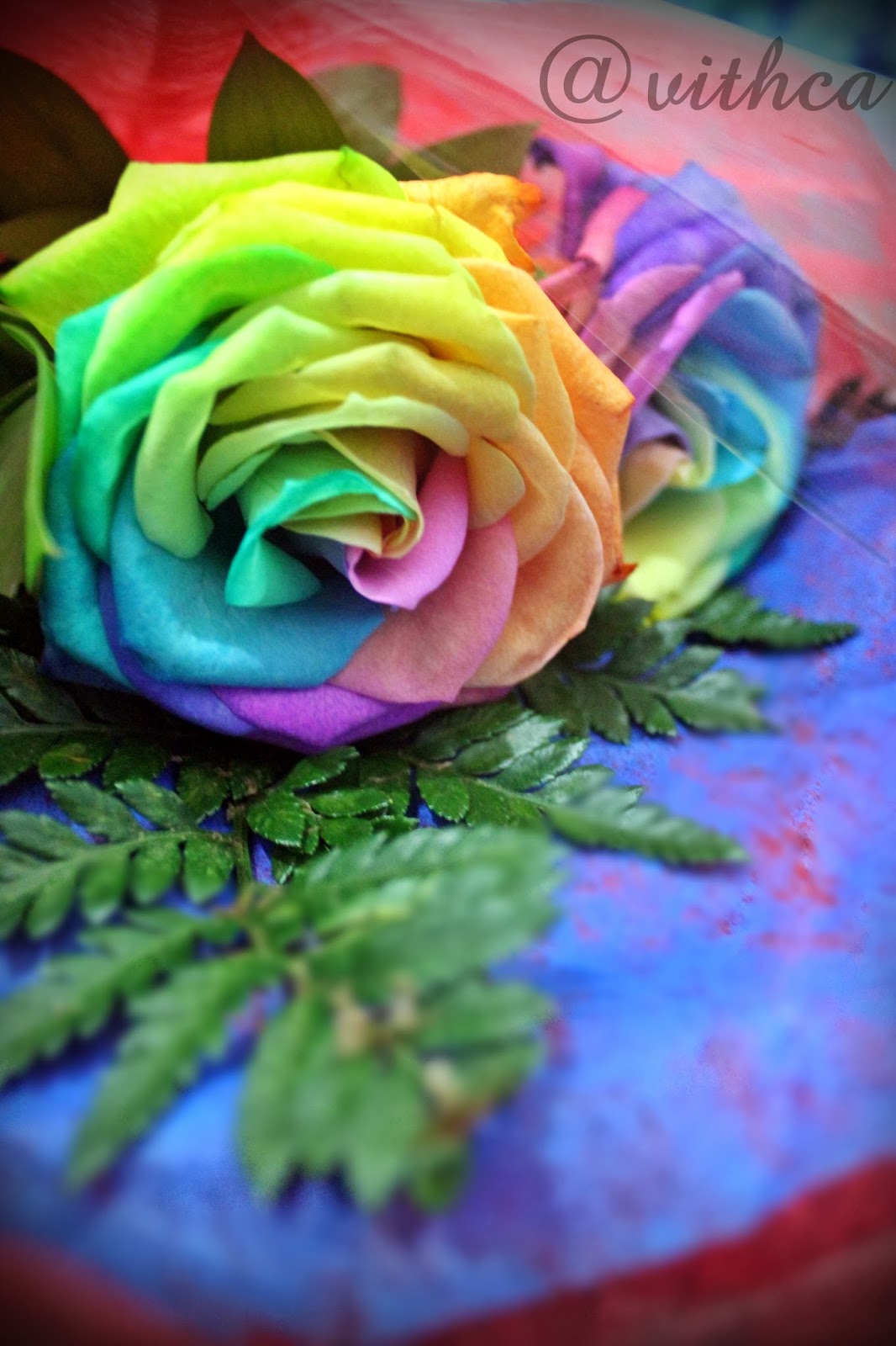 Site In The World: Bunga Mawar Pelangi