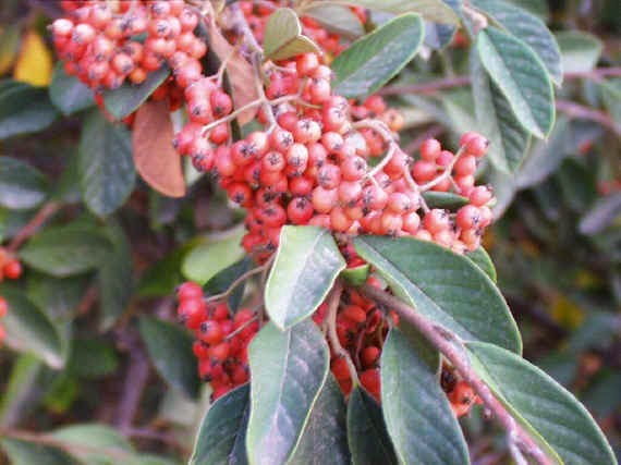 Le Douaire. Île de Vivre.: Tout savoir sur le cotonéaster; Cotoneaster ...