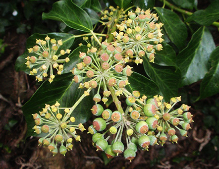 Frutos silvestres II