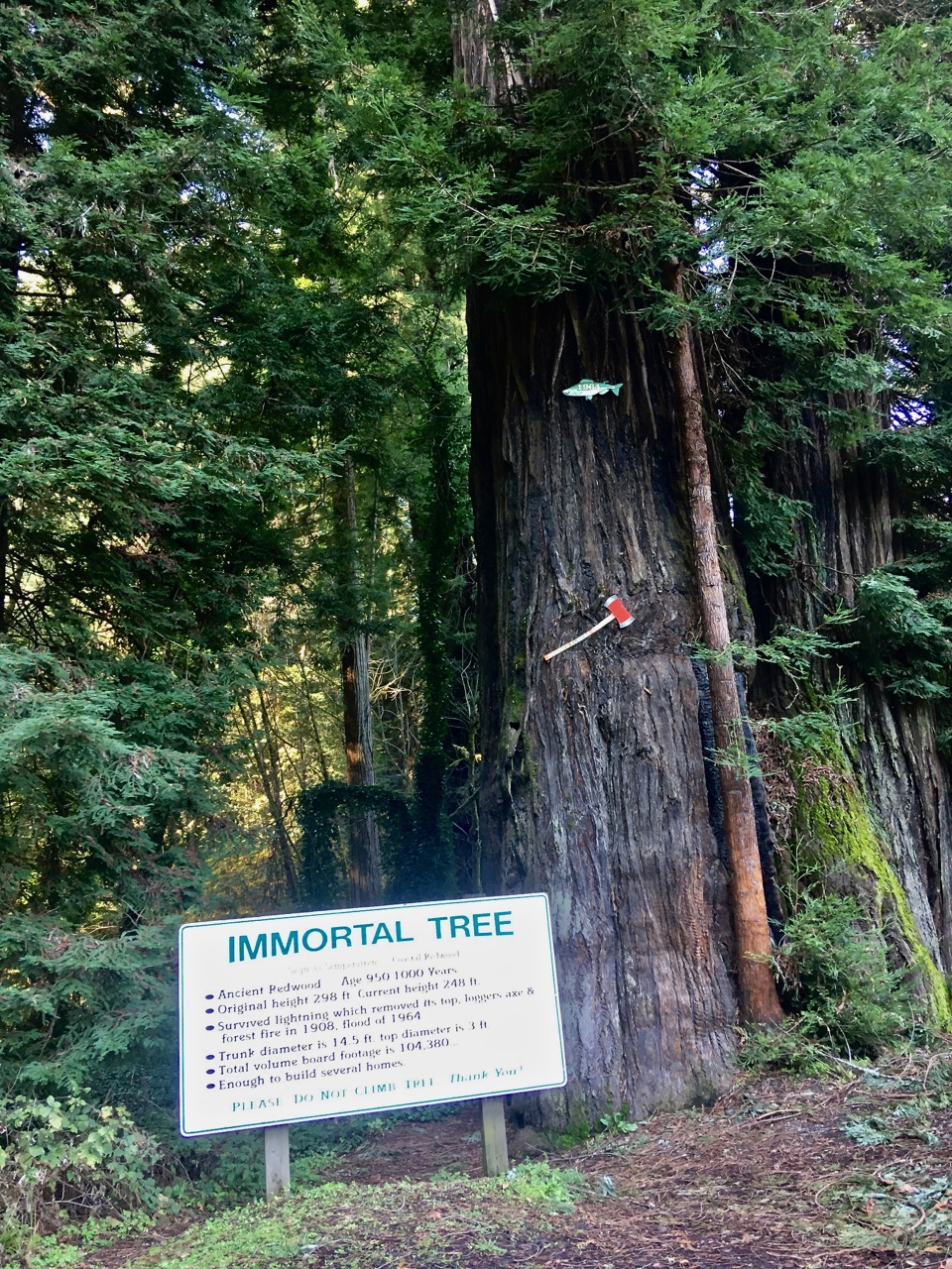 How Ancient Are California’s Redwoods? | Galley Wench Tales