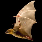 Som de l'EGAN: Introducció a l’estudi i seguiment de les poblacions de ...