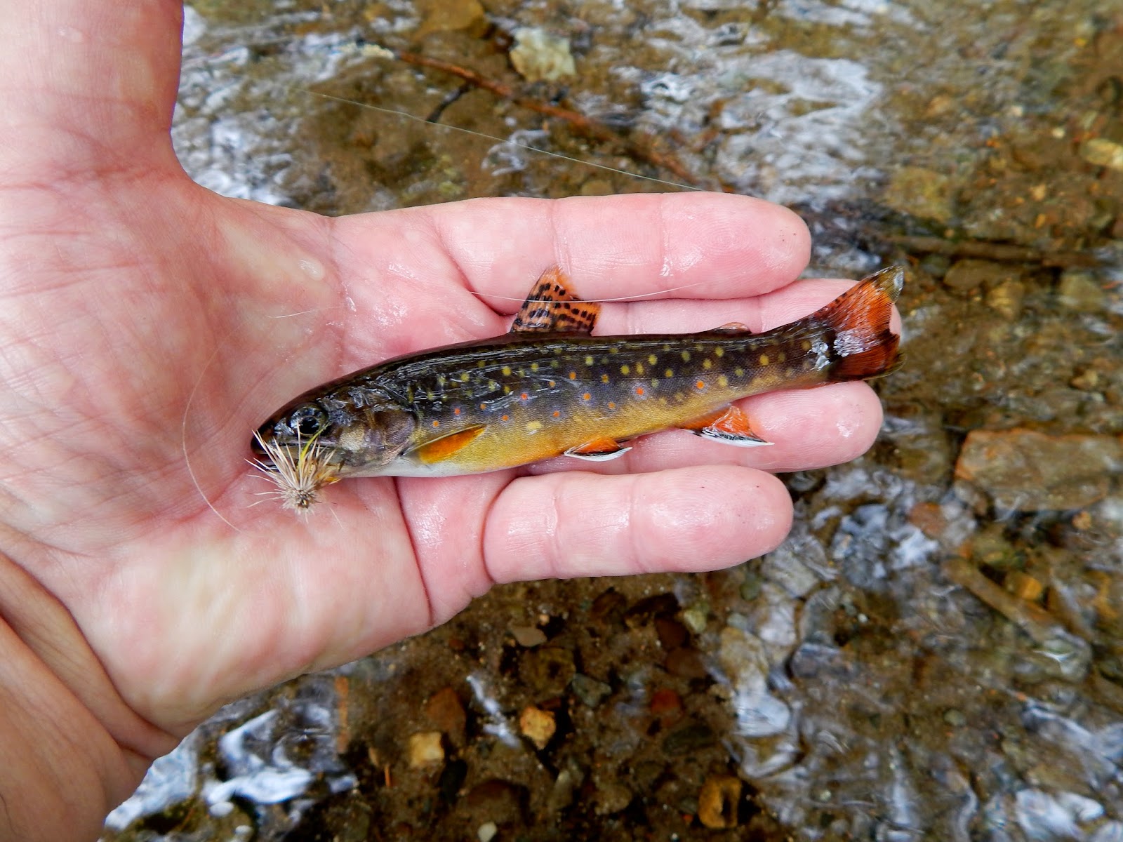 Small Stream Reflections: All that green...a day of the muddler.