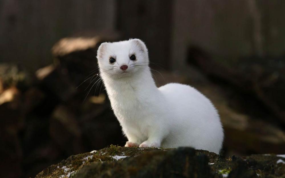 POZITIVNE VIBRACIJE: Tragom hermelina