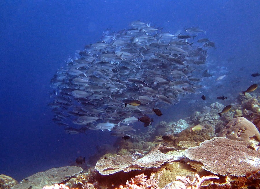 Wakatobi: Ali Reef Busy Day Underwater ~ Life Is An Absurd Journey