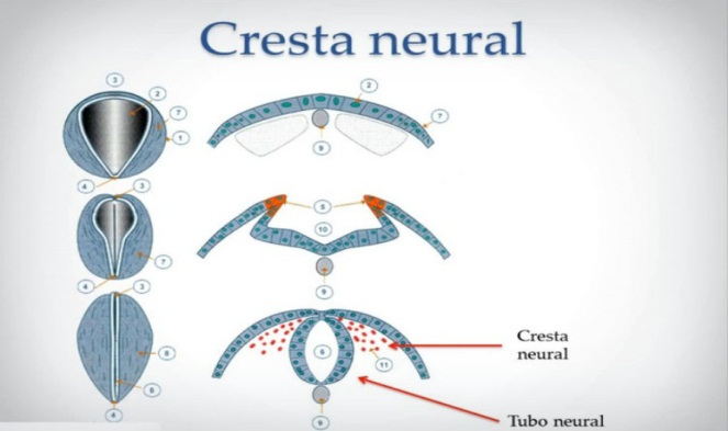 Histo Embriologia : Embriologia del Sistema Nervioso