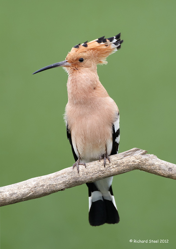 Wildlife Photographic Journals