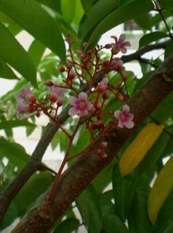 My Small Garden: Belimbing Besi Lebat Berbunga