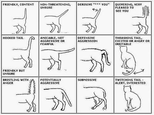 Waskita Adijarto: Bahasa Kucing