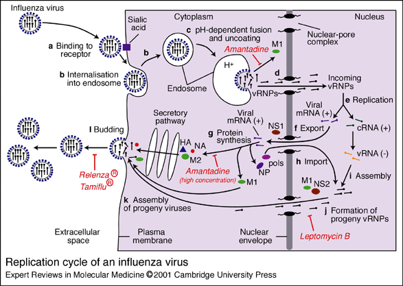 The Influenza Hush-Bush