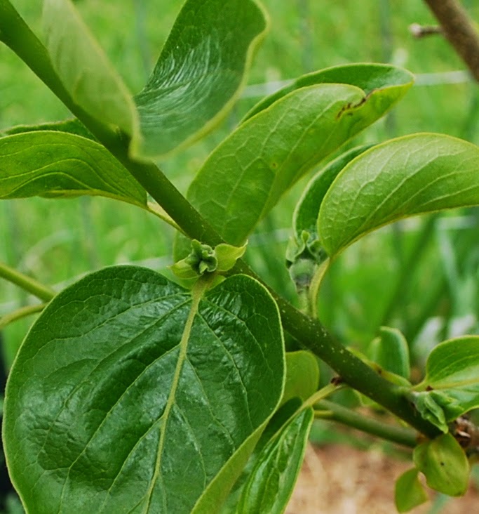 Daniel's Pacific NW Garden: Persimmon and Pawpaw Progress Report. 5.19.15