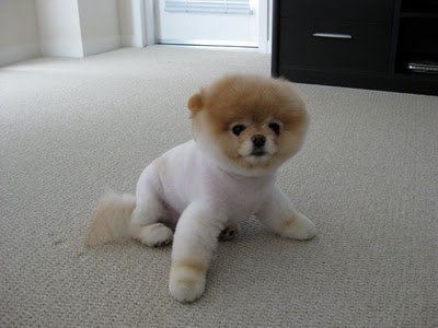 Crystal 's Diary ♥: Pomeranian! ♥
