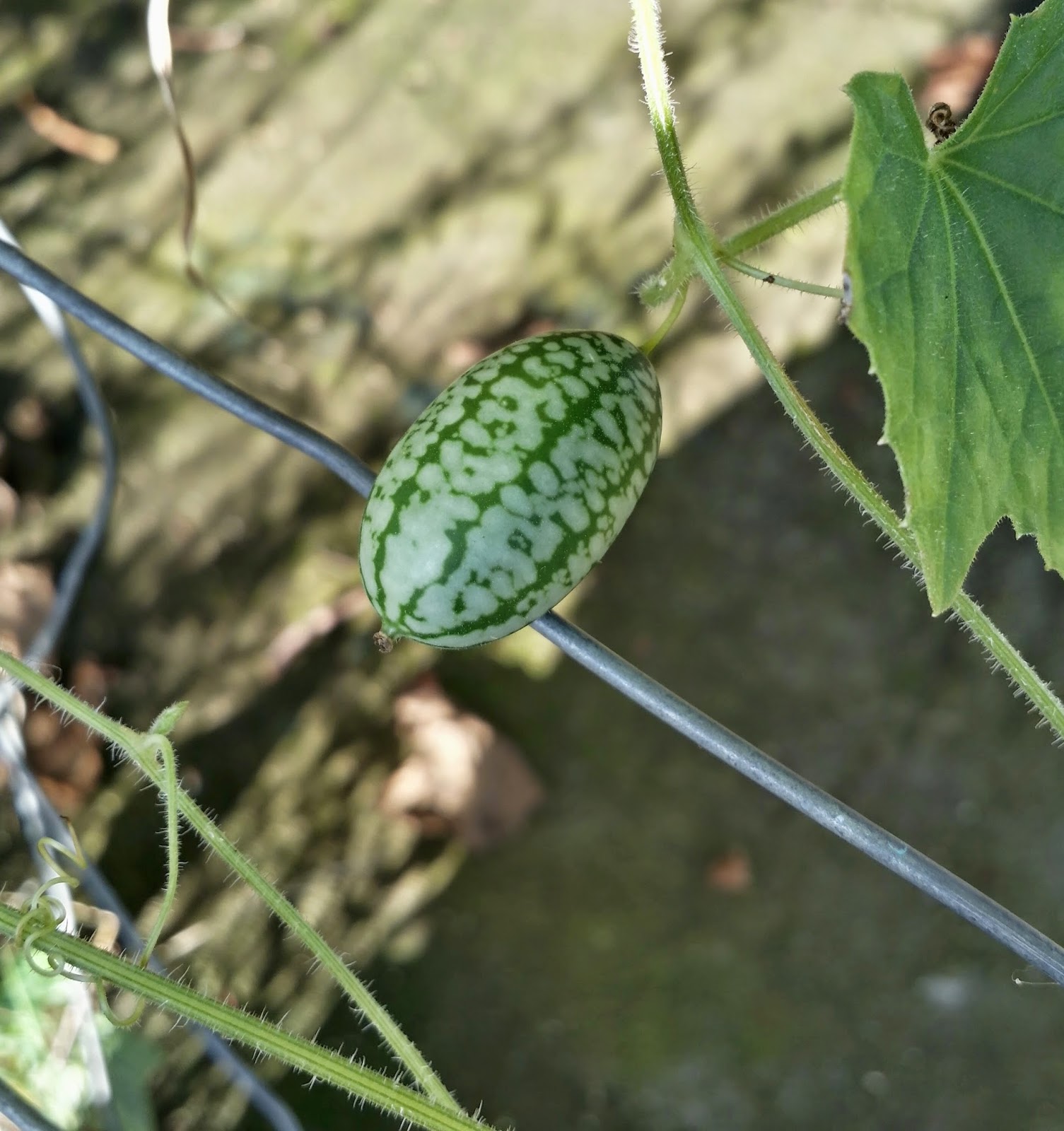 The exotic farm: Melothria scabra