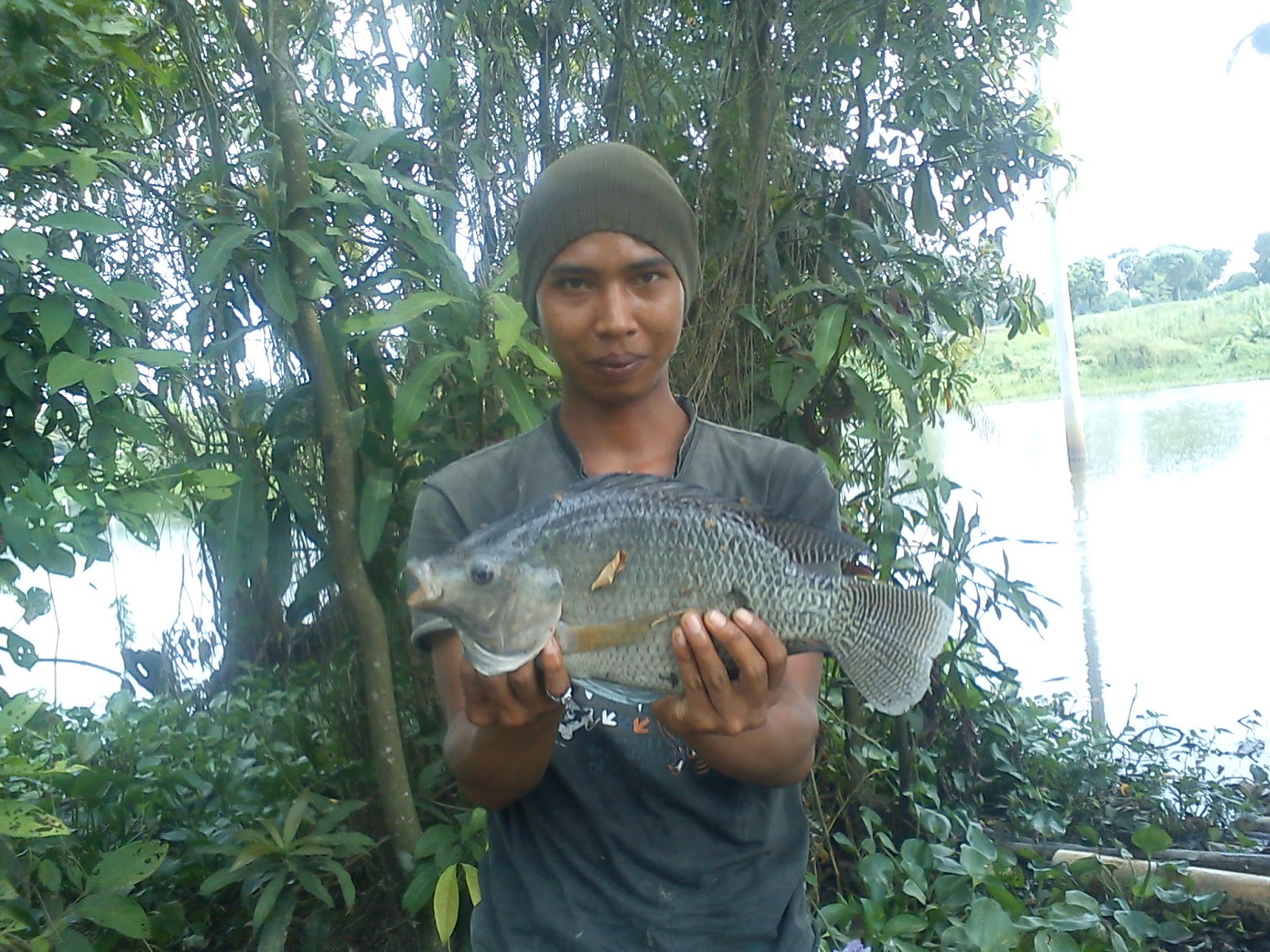 Essen lumut jitu buat umpan ikan nila babon - Asal Strike Essen lumut jitu buat umpan ikan nila babon - Asal Strike