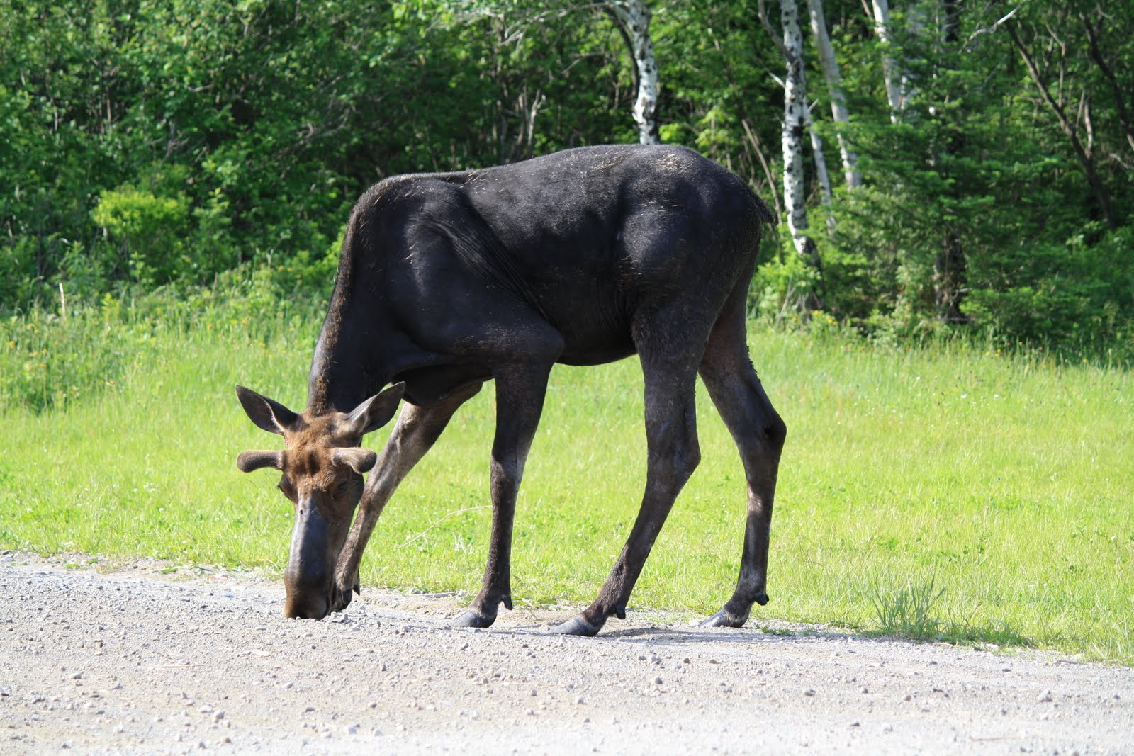 Posted by Maine Moose Tracks at 3:06 PM